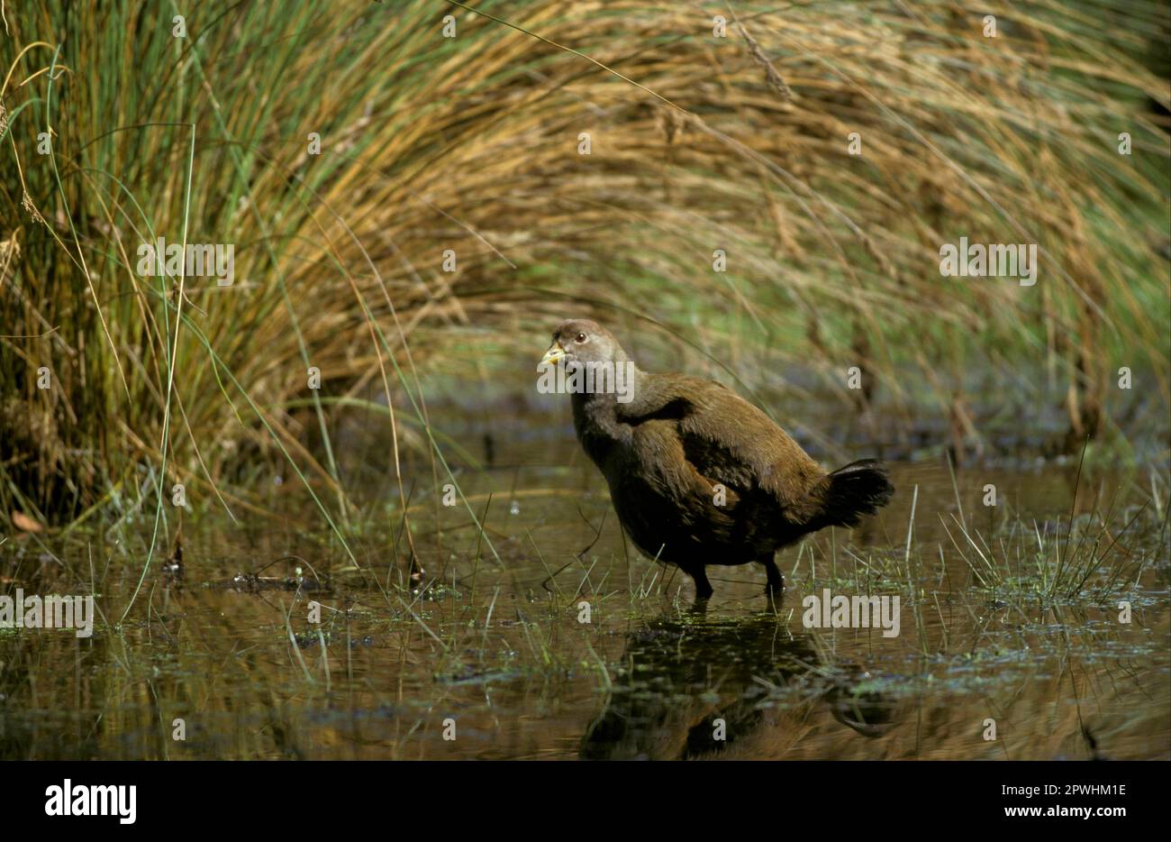 Green-footed Grouse, Green-footed Grouse, Green-footed Grouse, Green ...
