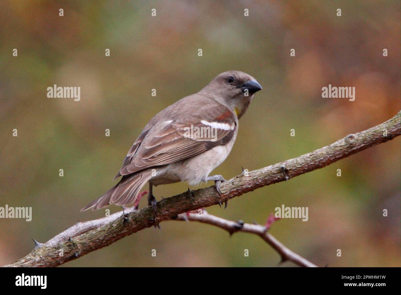 Chestnut-shouldered Petronia (Petronia xanthocollis), adult male ...