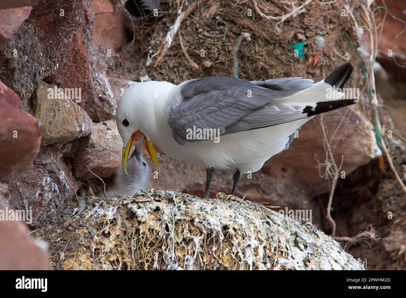 Larus tridactylus, Kittiwake, kittiwakes (Rissa tridactyla), Gulls ...