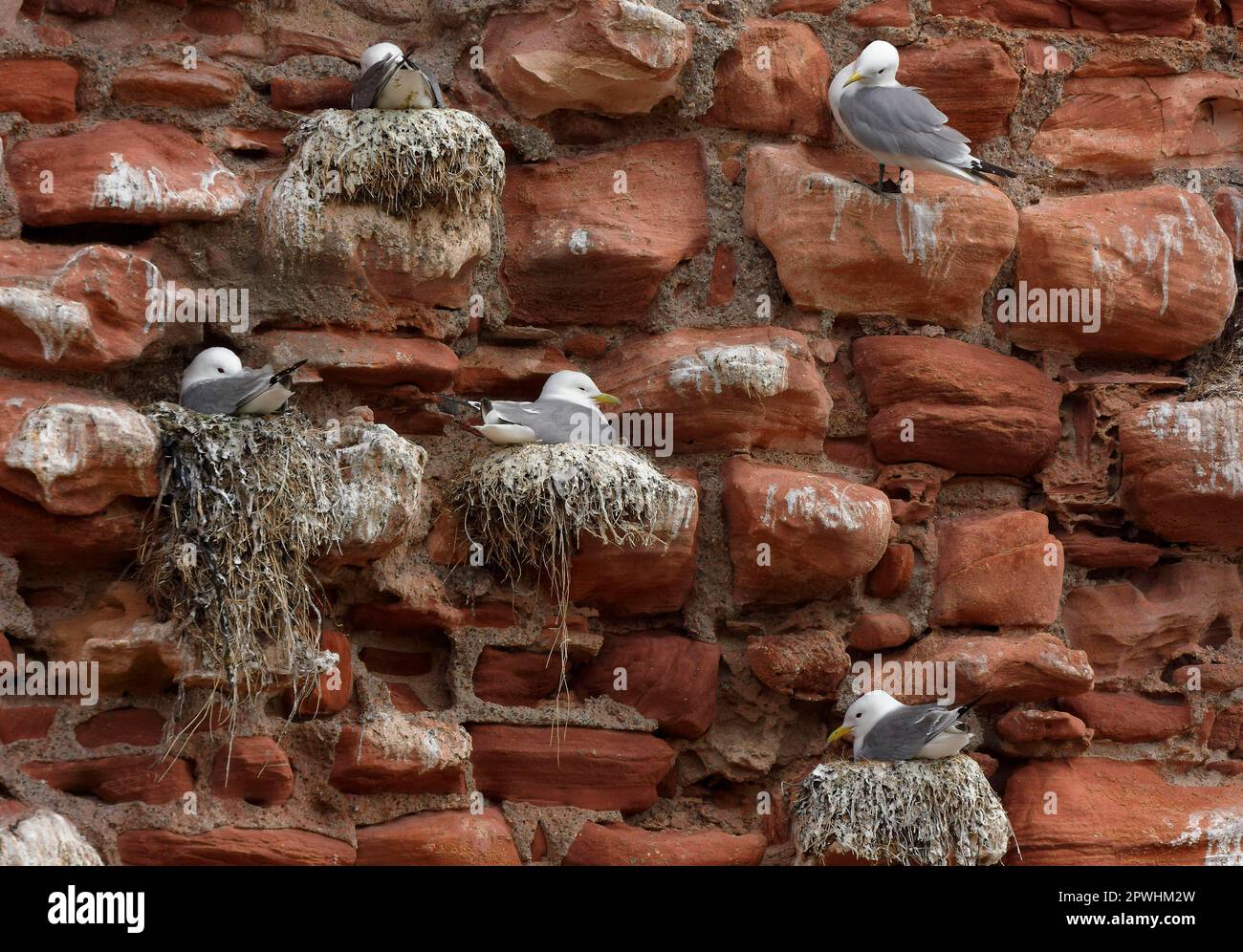 Larus tridactylus, Kittiwake, kittiwakes (Rissa tridactyla), Gulls ...