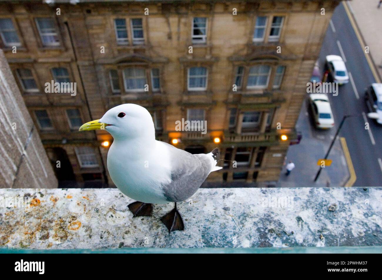Larus tridactylus, Kittiwake, kittiwakes (Rissa tridactyla), Gulls ...
