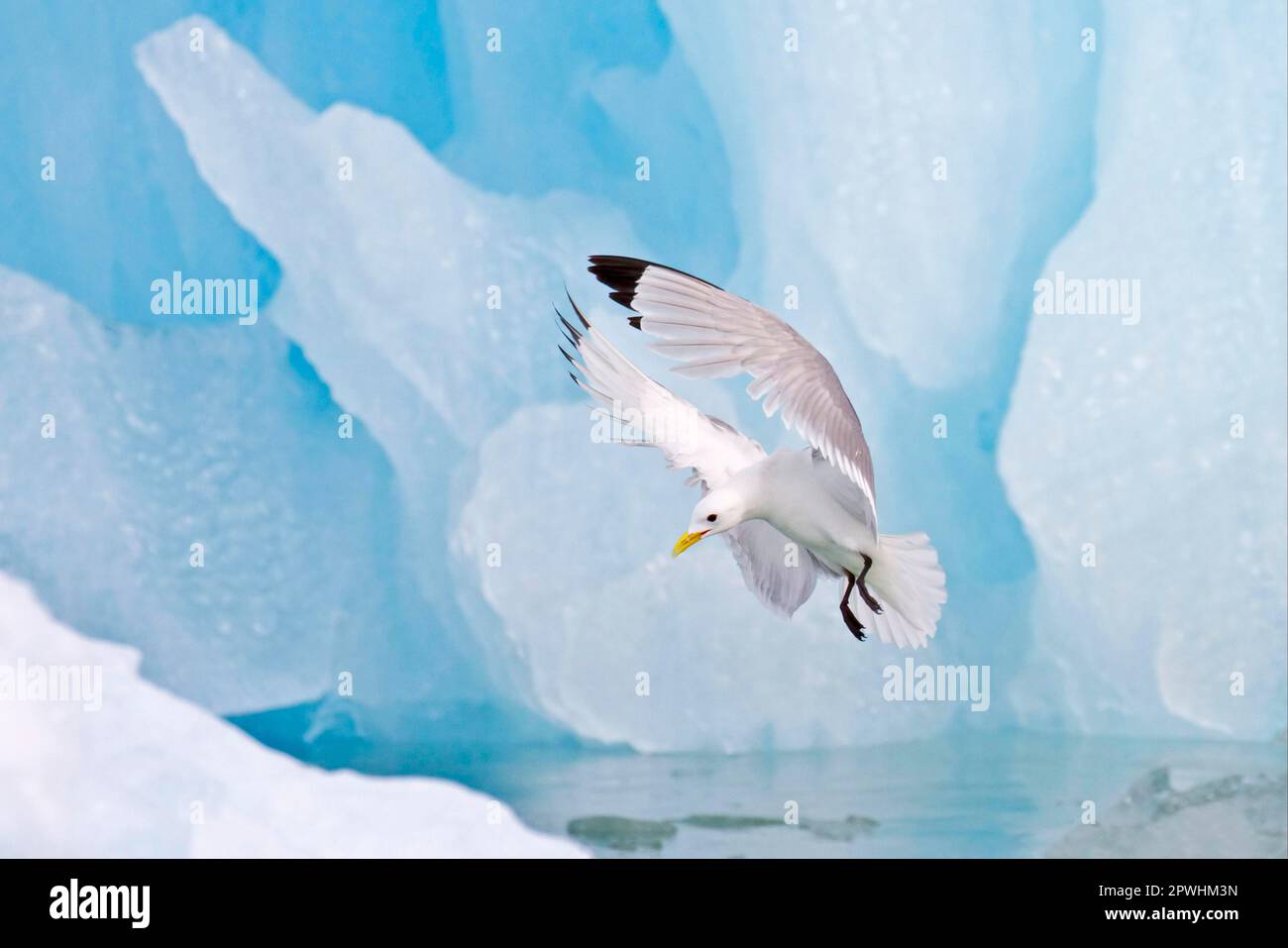 Black-legged Kittiwake (Rissa tridactyla) adult, in flight, landing ...