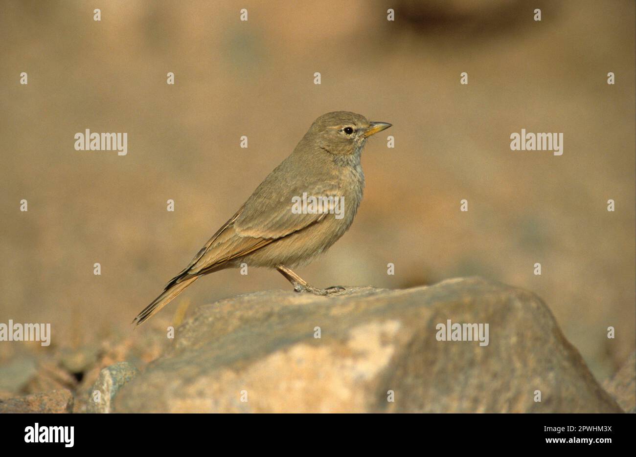 Rock Lark, Rock Lark, Songbirds, Animals, Birds, Larks, Desert Lark ...