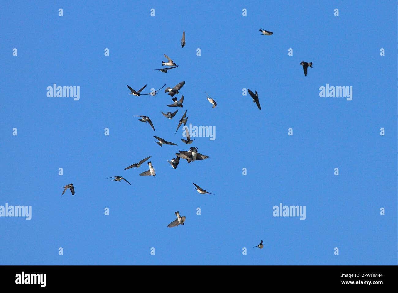 Asian house martin (Delichon dasypus), Kashmir Swallows, songbirds ...