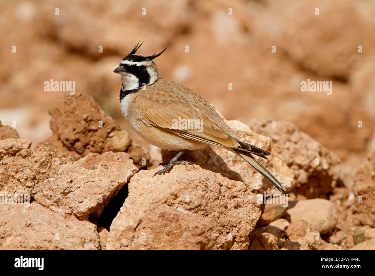 Temminck's lark (Eremophila bilopha), songbirds, animals, birds, larks, Temminck's Horned Lark ...