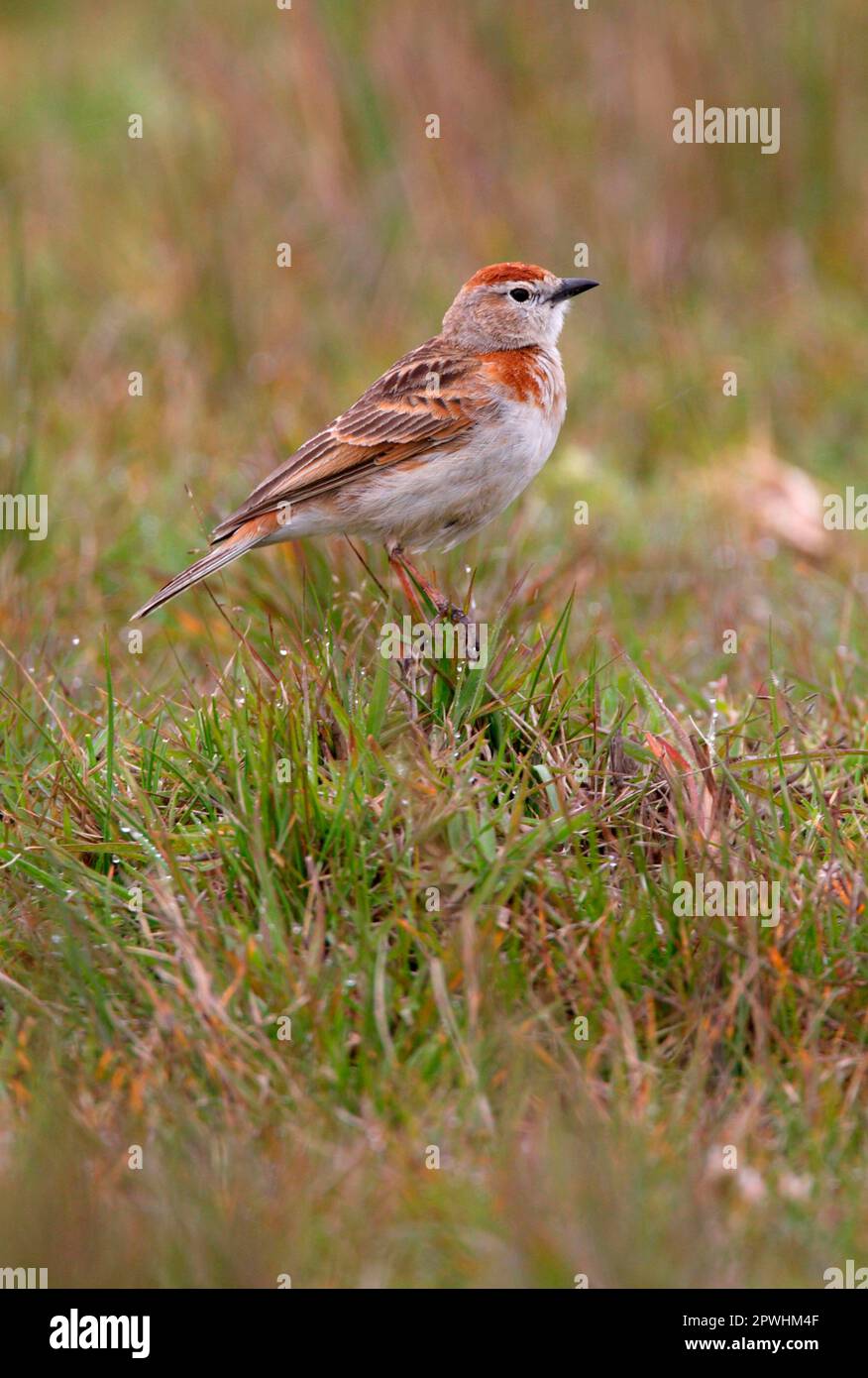 Red-capped Lark (Calandrella cinerea) adult male, in upland pasture ...