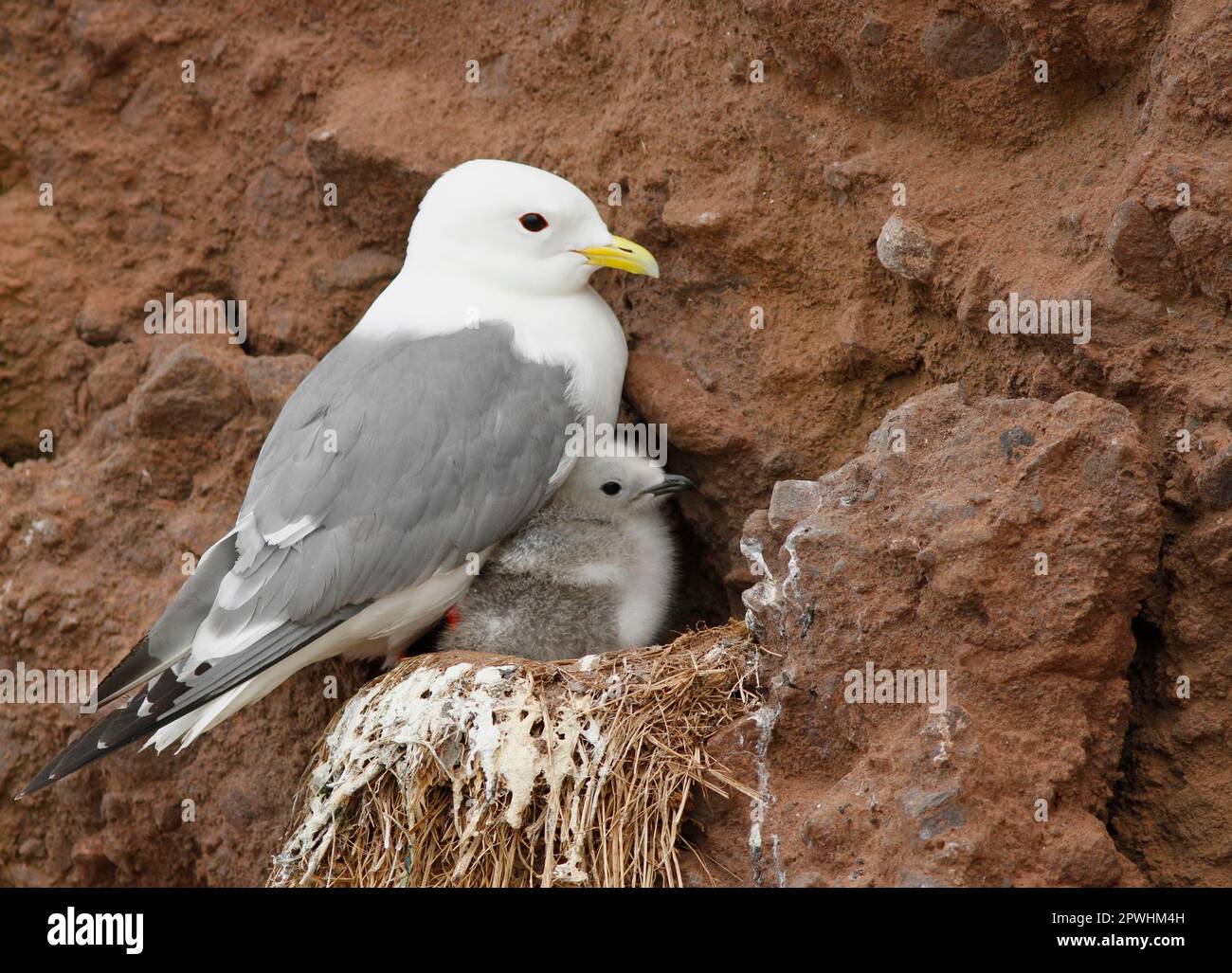 Buldir island hi-res stock photography and images - Alamy