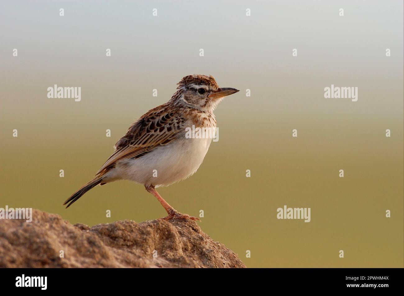 Red-capped lark (Calandrella cinerea), Red-capped Larks, songbirds, animals, birds, larks, Red ...