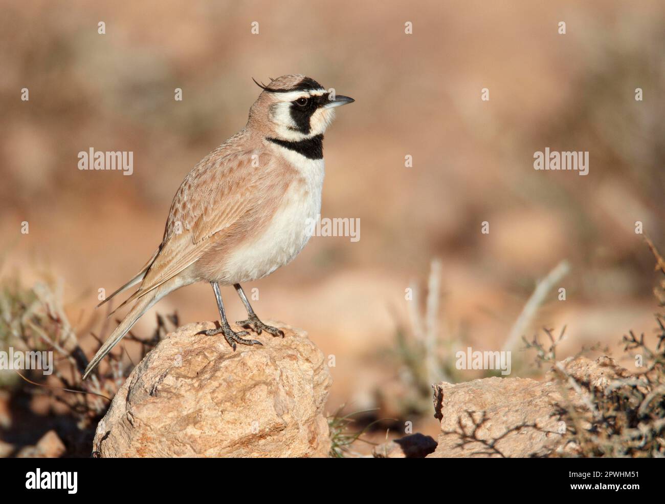 Temminck's temminck's lark (Eremophila bilopha) adult, standing on rock ...