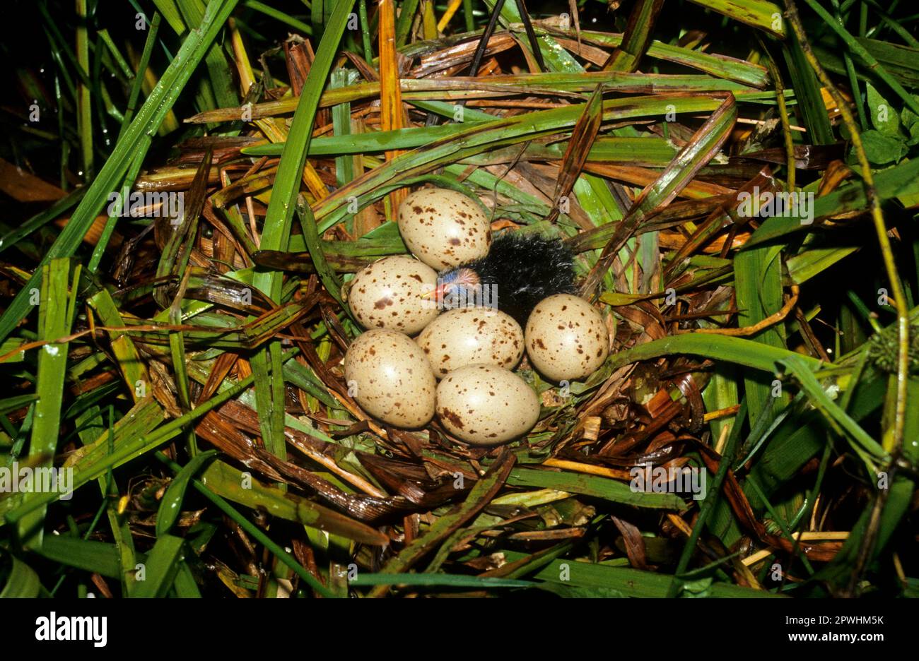 Moorhen, Green-footed Moorhen, Moorhens, common moorhens (Gallinula ...
