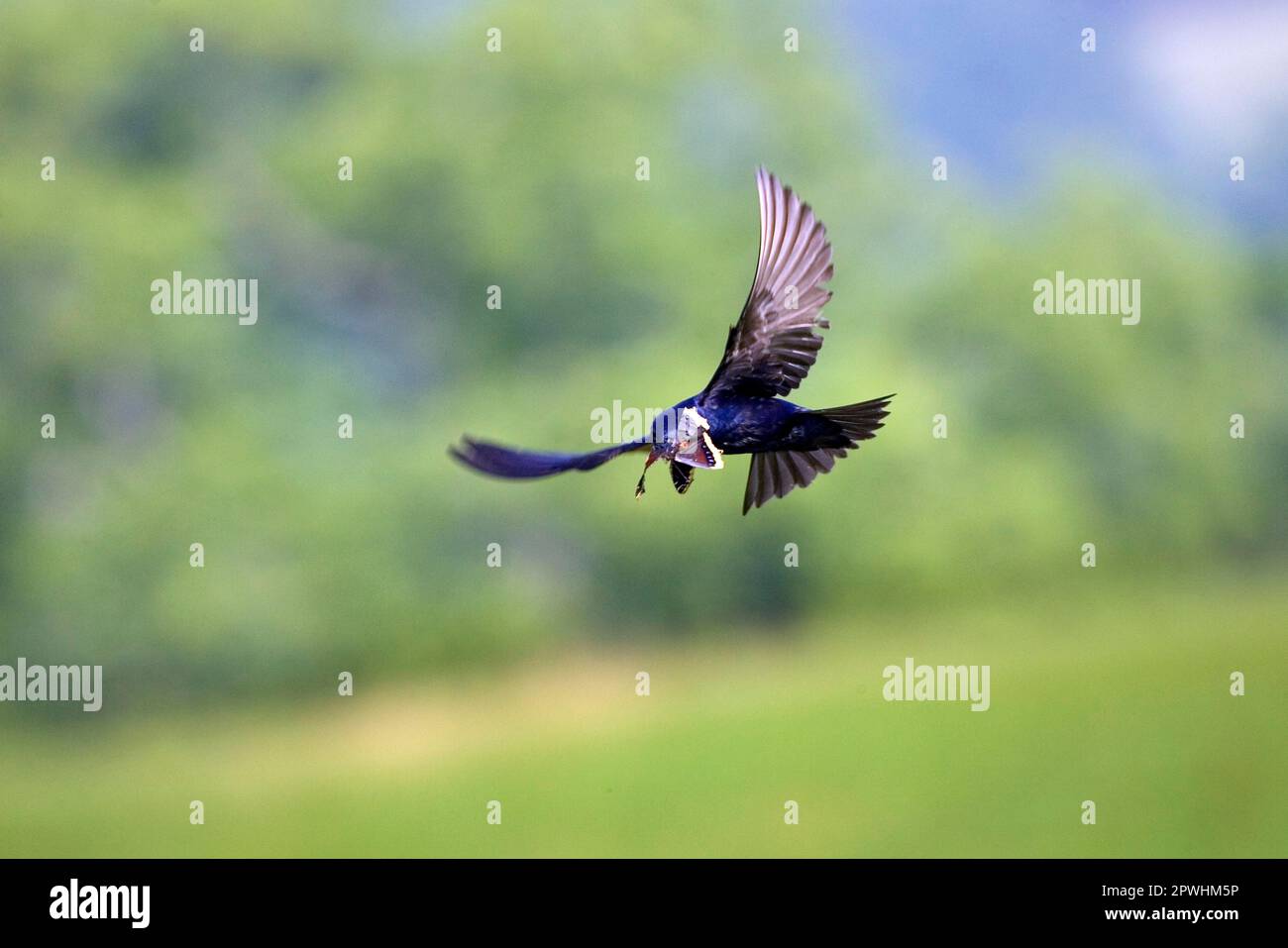 Purple martin (Progne subis), adult male, in flight, with butterfly in ...