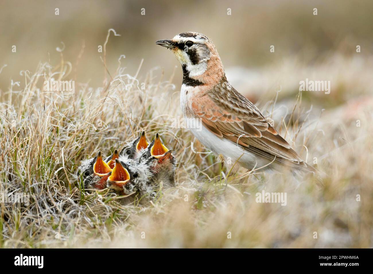 Canada poor family hi-res stock photography and images - Alamy