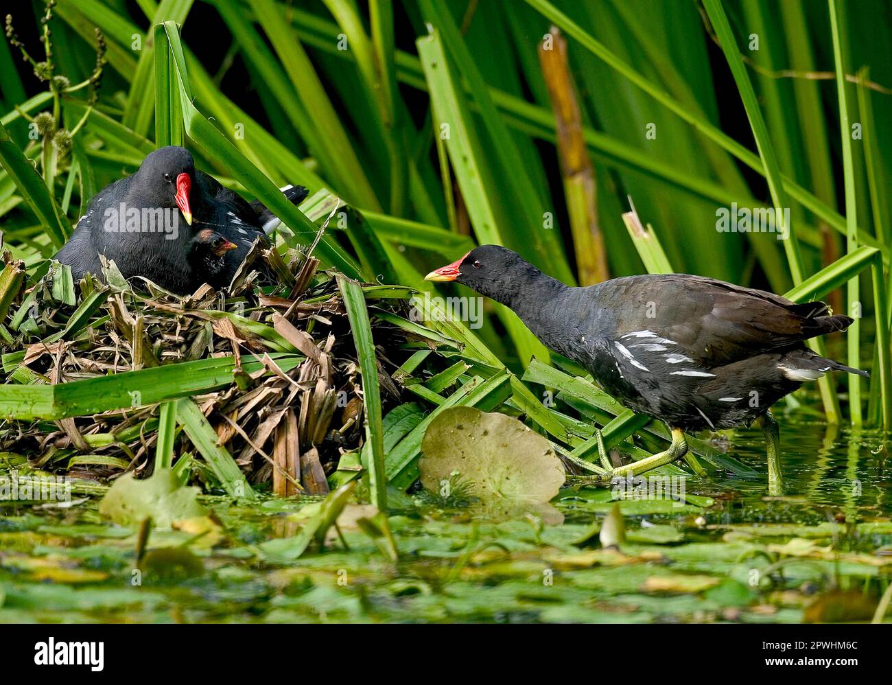 Moorhen, Green-footed Moorhen, Moorhens, common moorhens (Gallinula chloropus), Green-footed ...