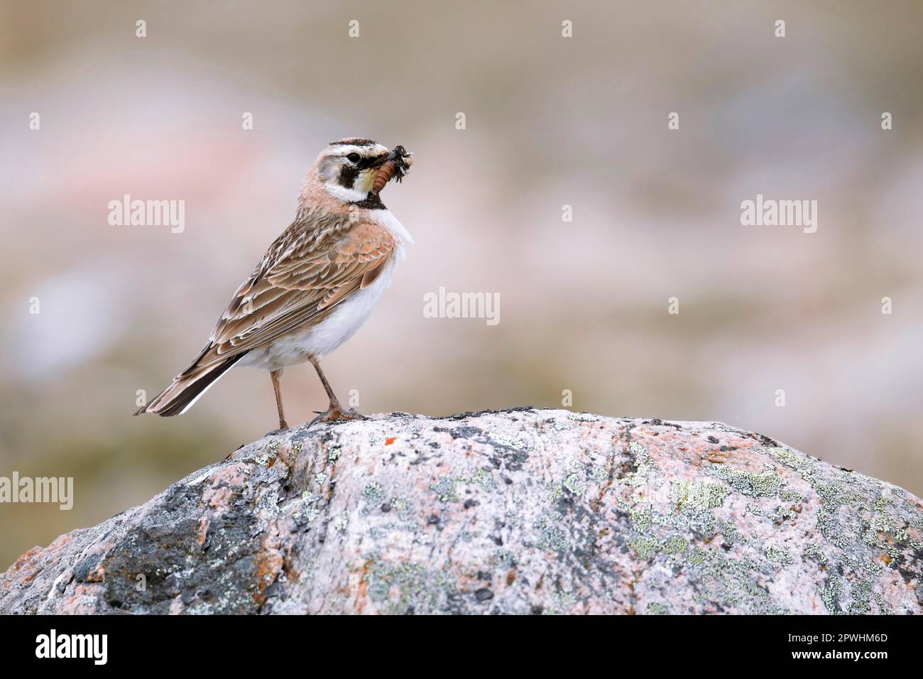 Adult female horned lark (Eremophila alpestris), breeding plumage, with ...
