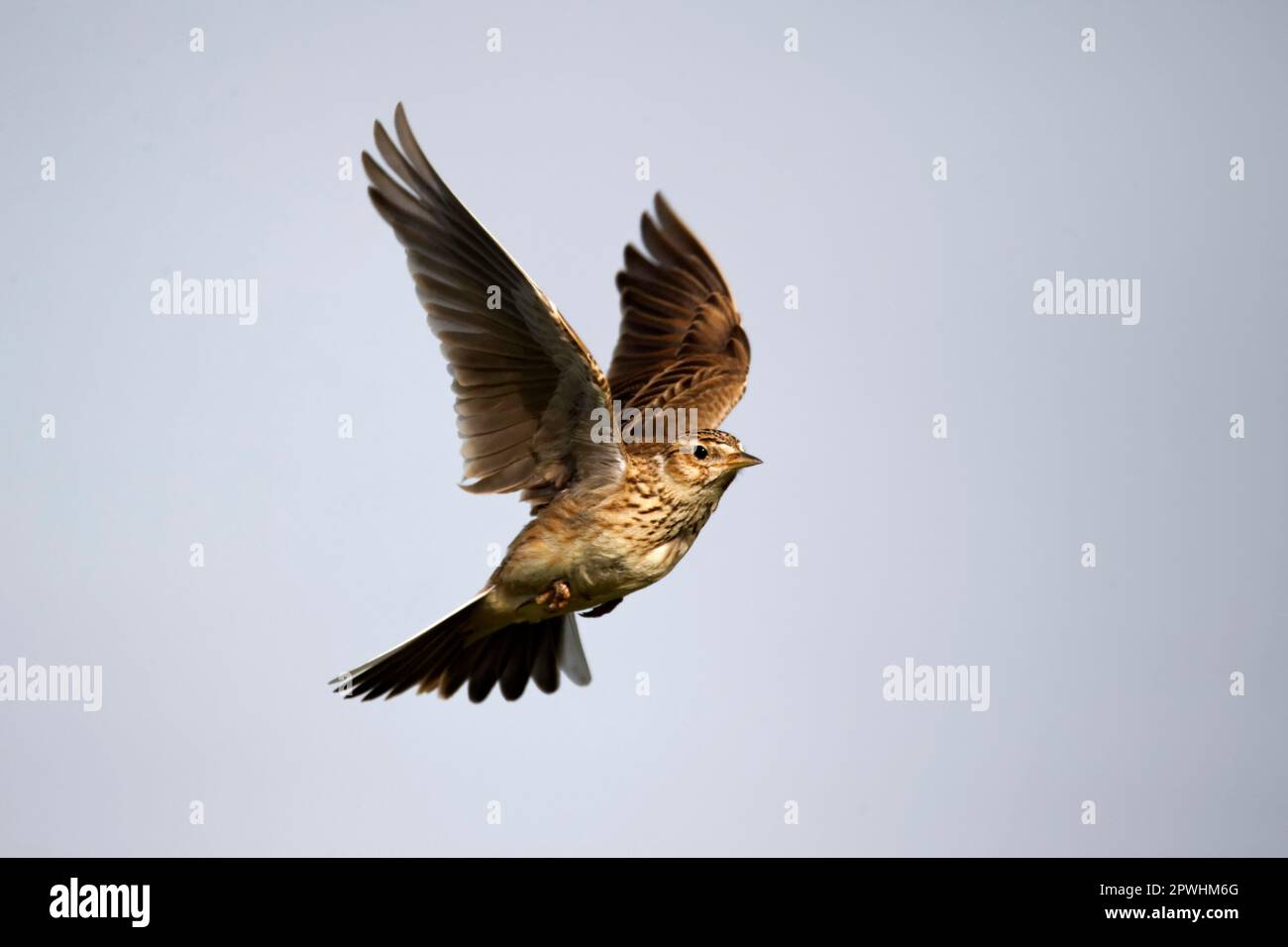 Skylark, eurasian skylarks (Alauda arvensis), songbirds, animals, birds ...