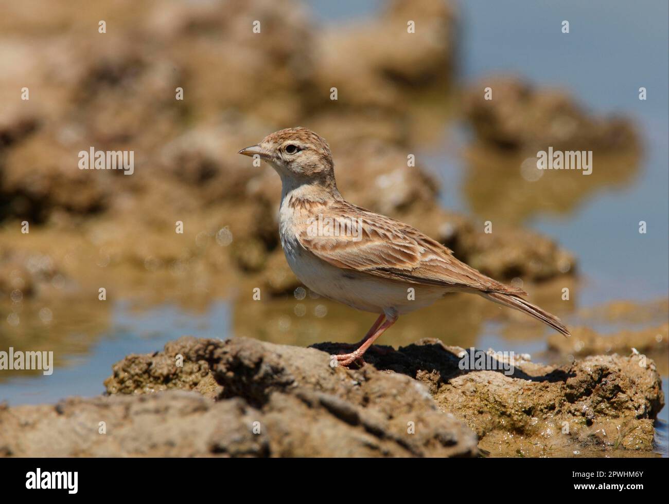 Greater Short-toed Lark (Calandrella brachydactyla longipennis) adult ...