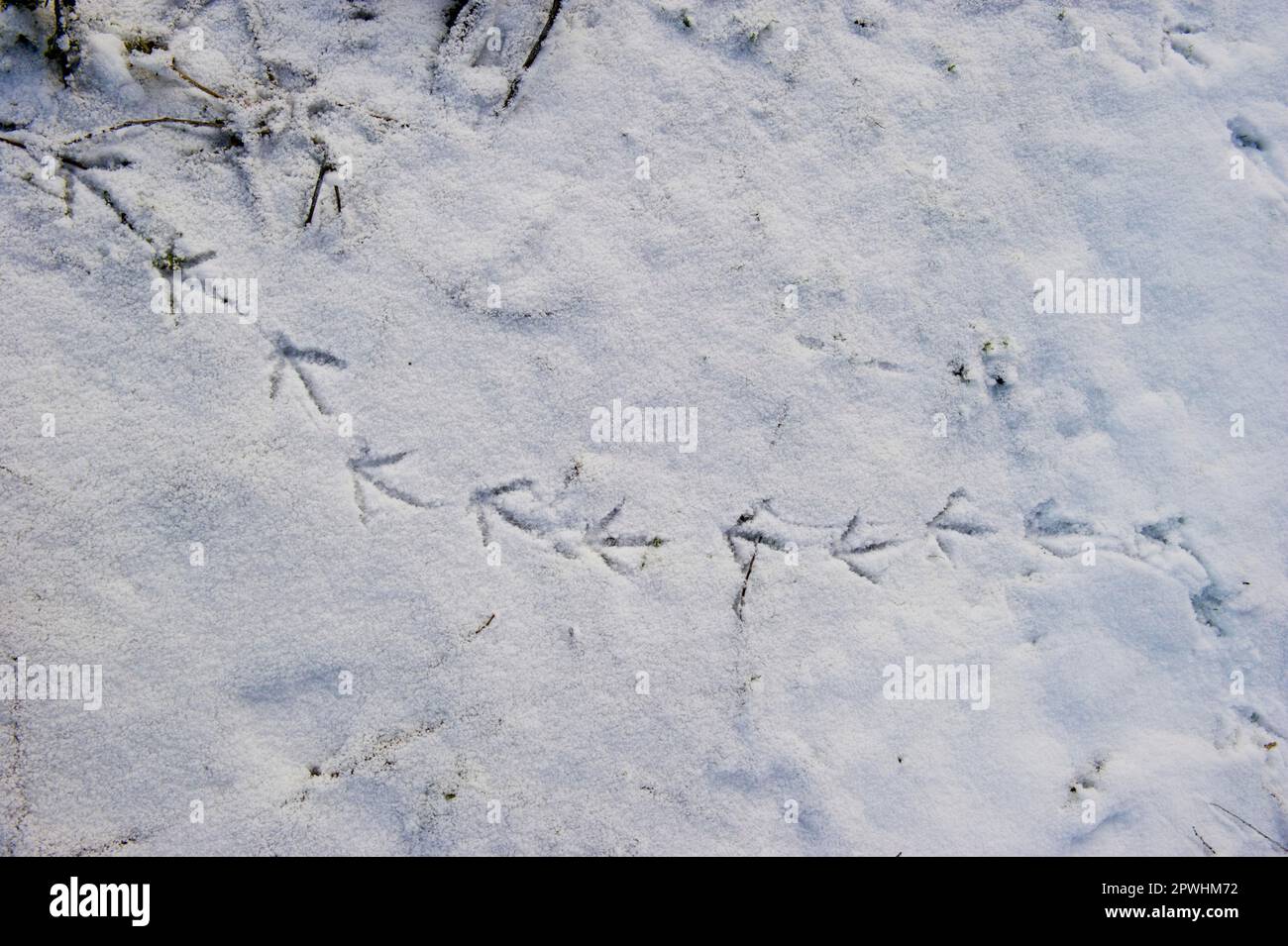 Moorhen, Green-footed Moorhen, Moorhens, common moorhens (Gallinula ...
