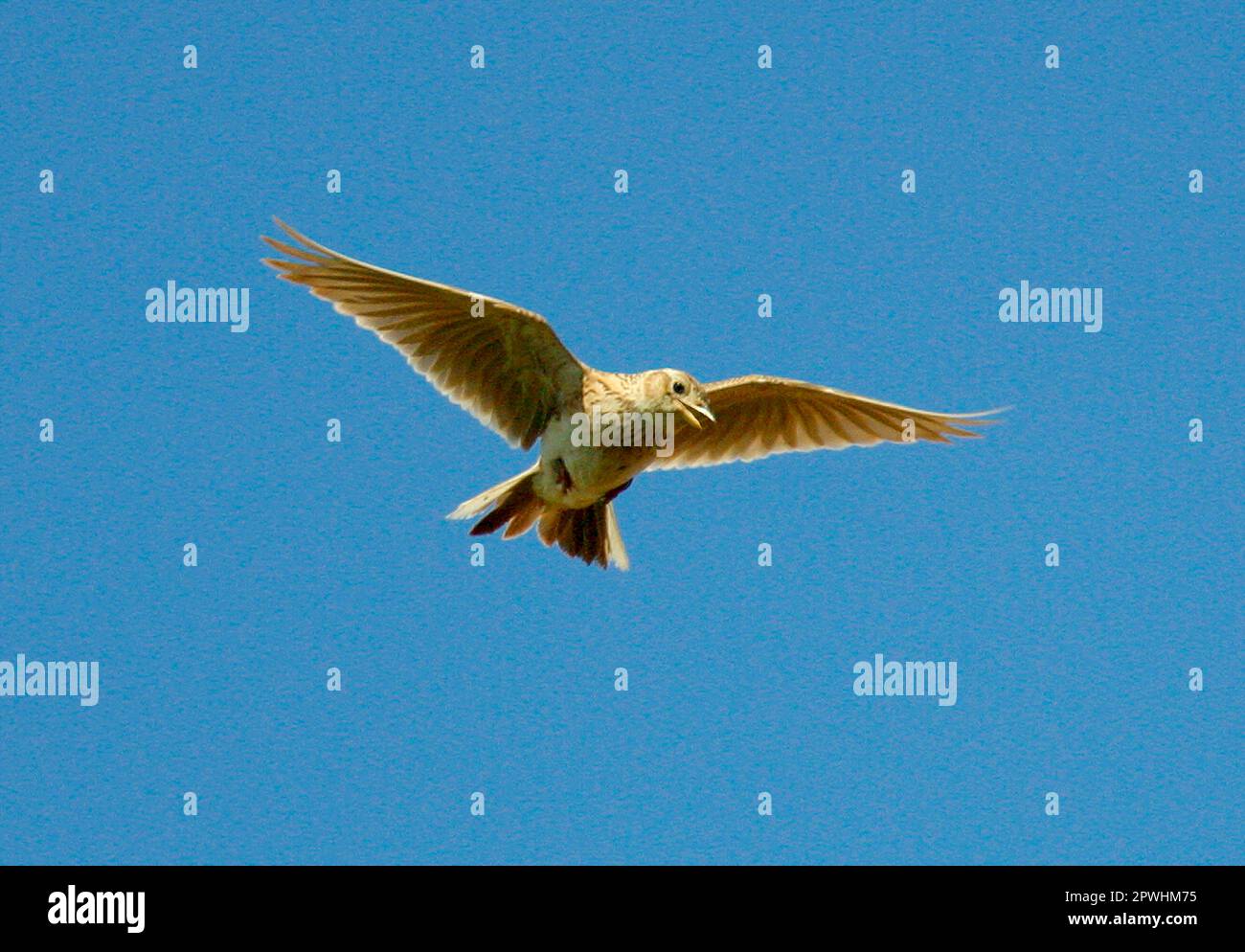 Skylark, eurasian skylarks (Alauda arvensis), Songbirds, Animals, Birds ...