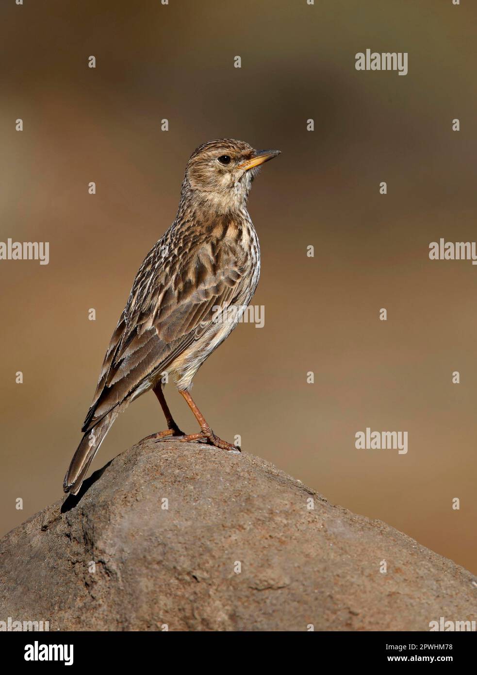 Large-billed lark (Galerida magnirostris), Large-billed Lark, songbirds, animals, birds, larks ...