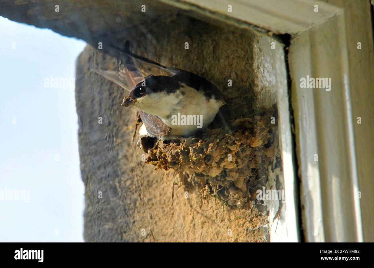 Common house martins (Delichon urbica) Songbirds, Animals, Birds ...