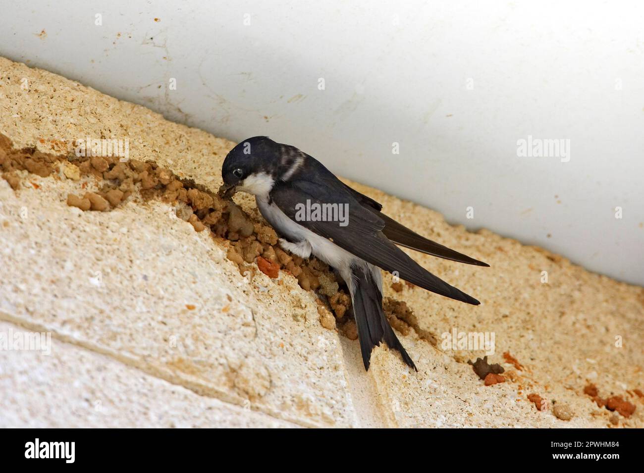 House Martin (Delichon urbica) adult, nest building, adding mud, under ...