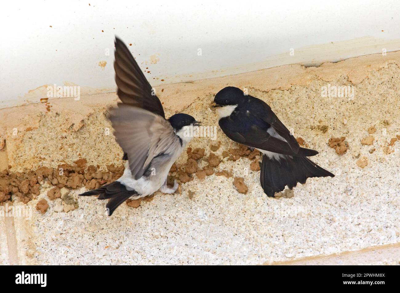 House Martin (Delichon urbica) adult pair, nest building, adding mud ...