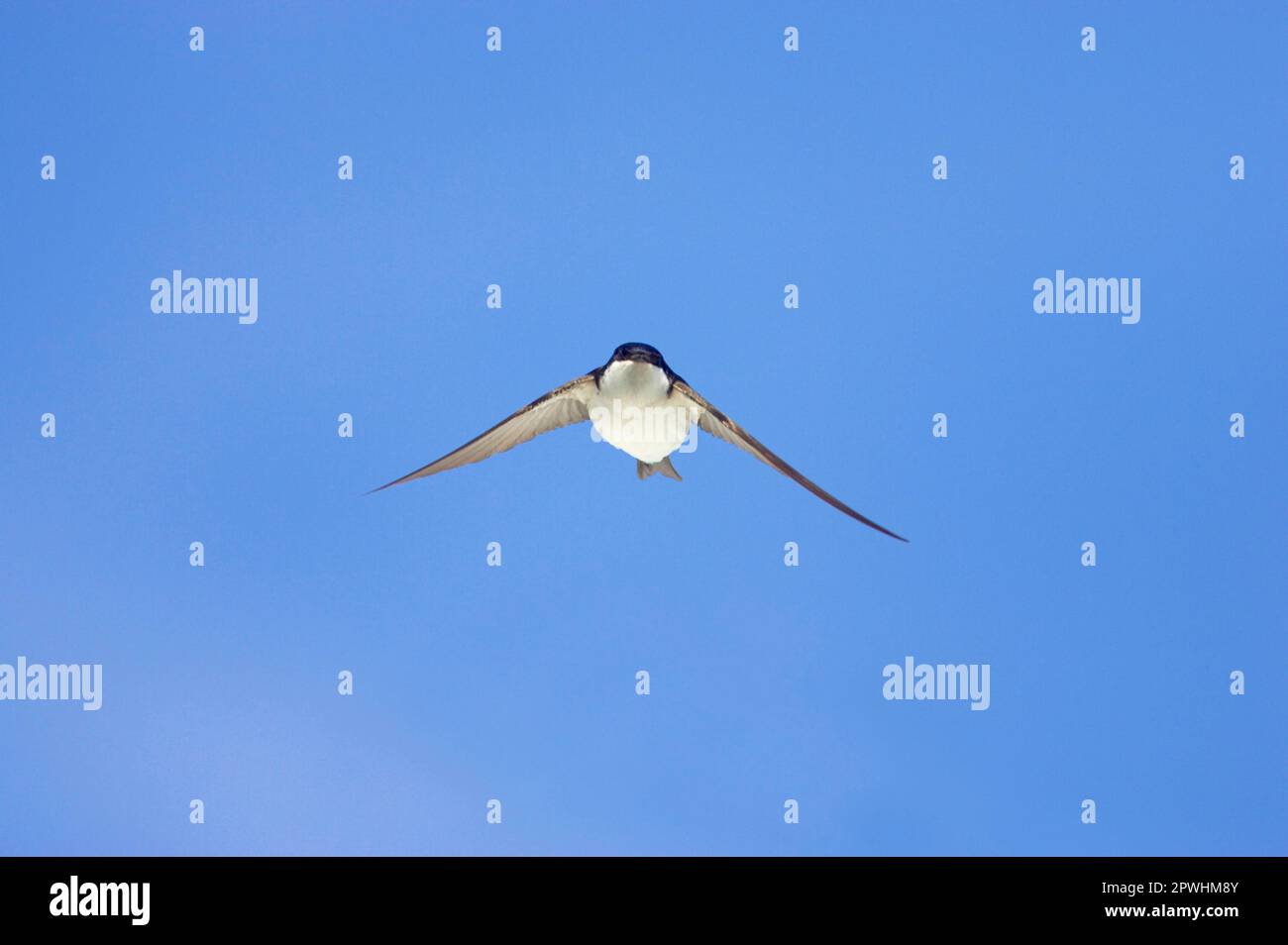 Common house martins (Delichon urbica) Songbirds, Animals, Birds ...