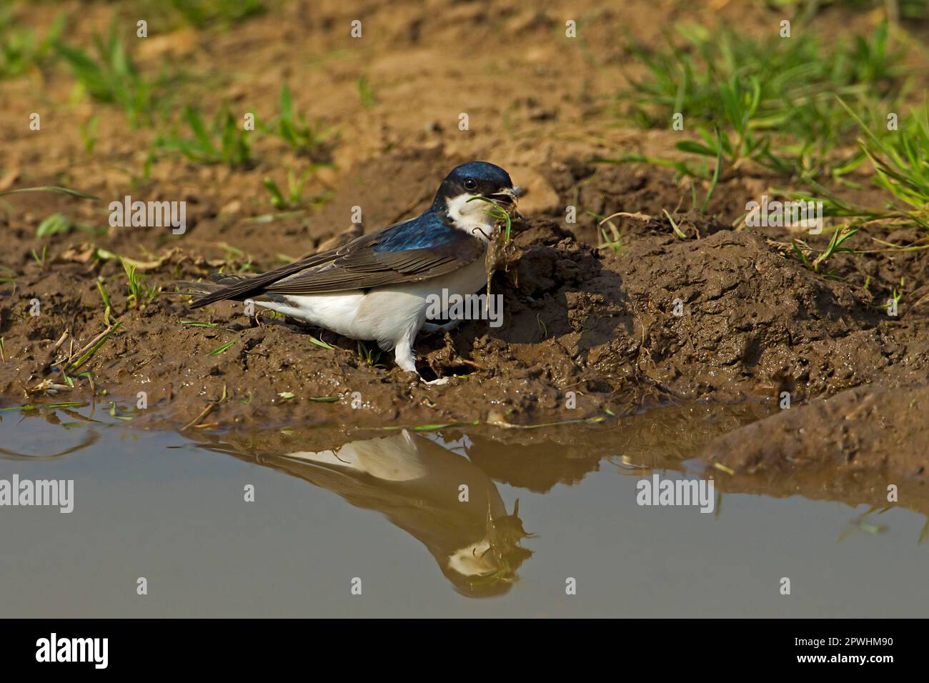 House Martin (Delichon urbica) adult, collecting mud for nesting ...