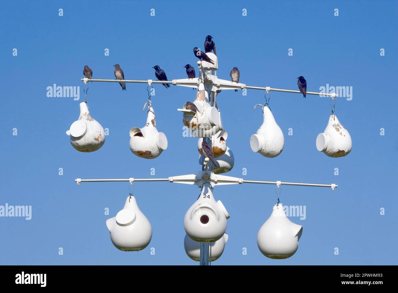 Purple martin (Progne subis) adult male and female, group sitting on a ...
