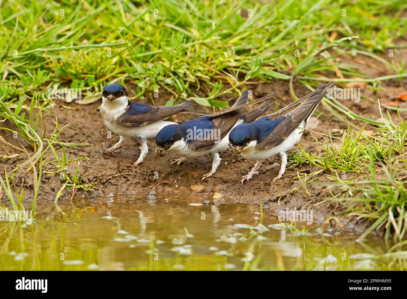 House Martin (Delichon urbica) three adults, collecting mud for nesting ...
