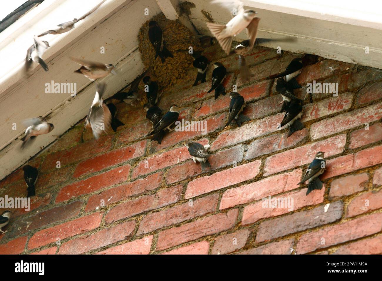 Juvenile house martin hi-res stock photography and images - Alamy