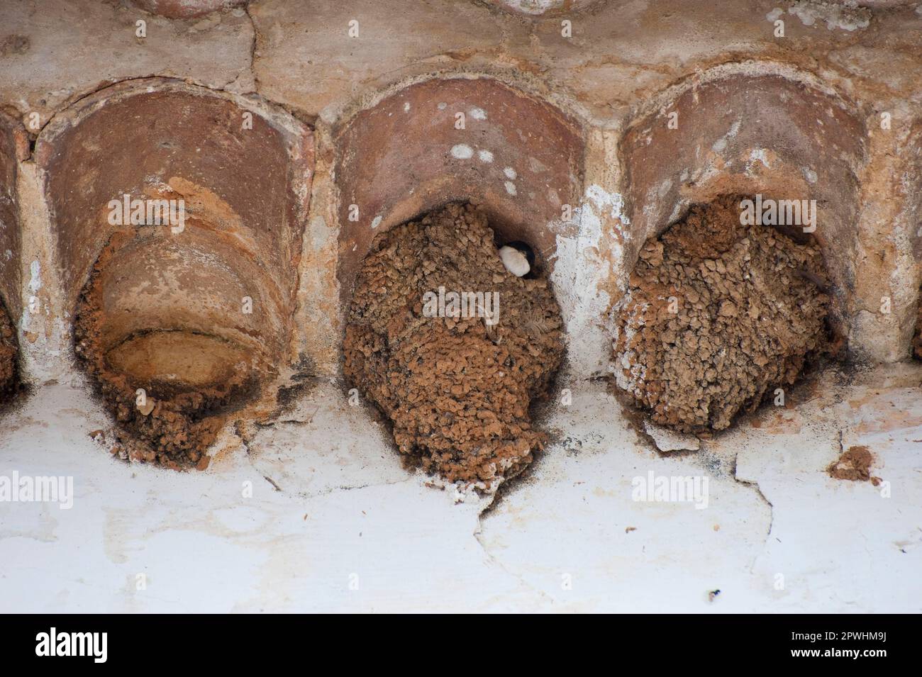 Common house martins (Delichon urbica) Songbirds, Animals, Birds ...