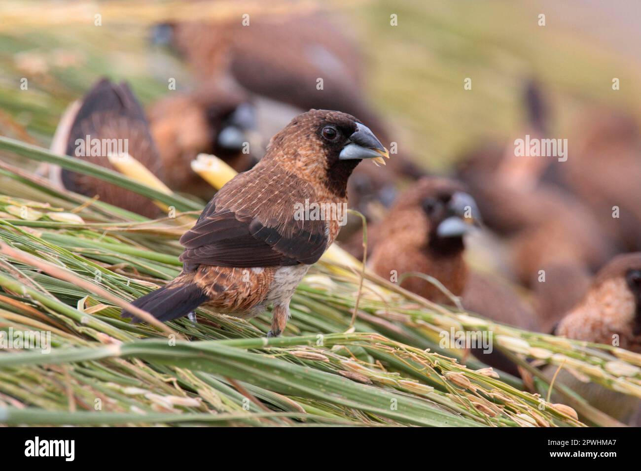Flock of stalks hi-res stock photography and images - Alamy