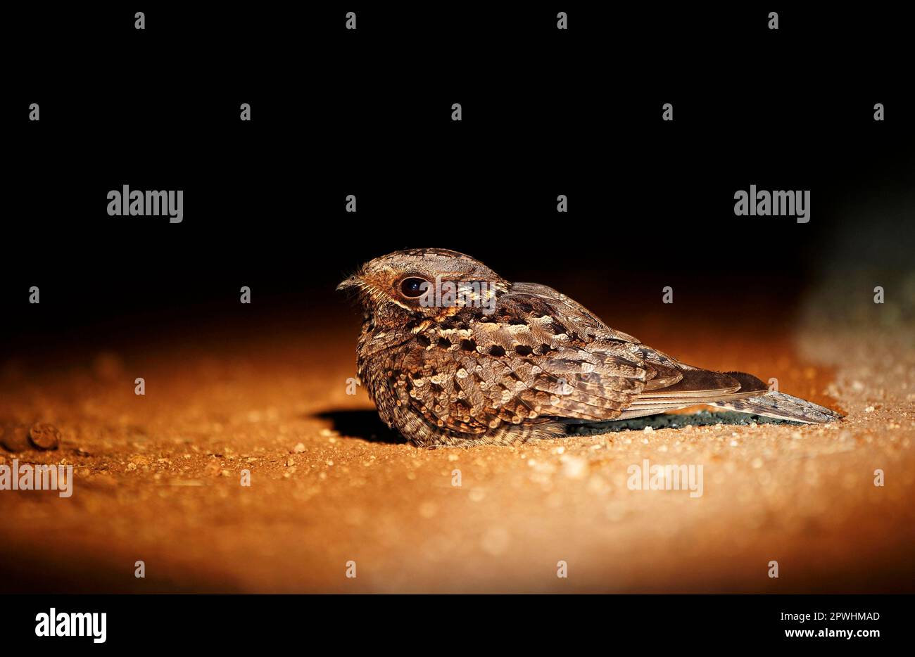 Fiery-necked nightjar (Caprimulgus pectoralis), Whistling Nightjar ...