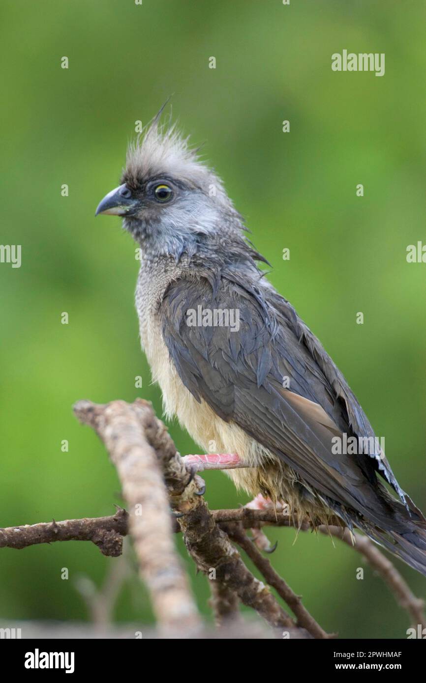 White-headed Mousebird (Colius leucocephalus), Tanzania Stock Photo - Alamy
