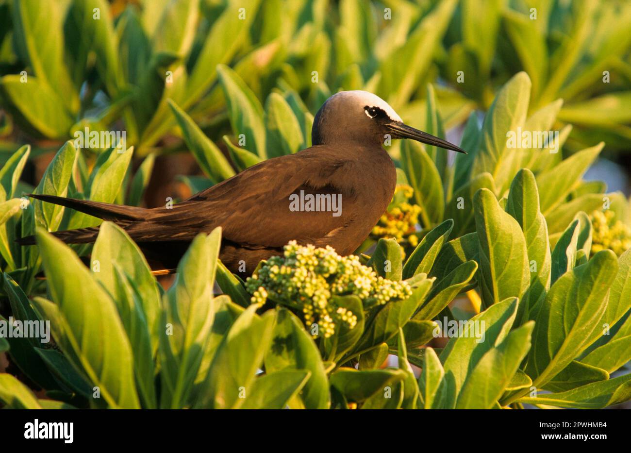 White-headed Noddy, white capped noddy (Anous minutus), White-headed ...