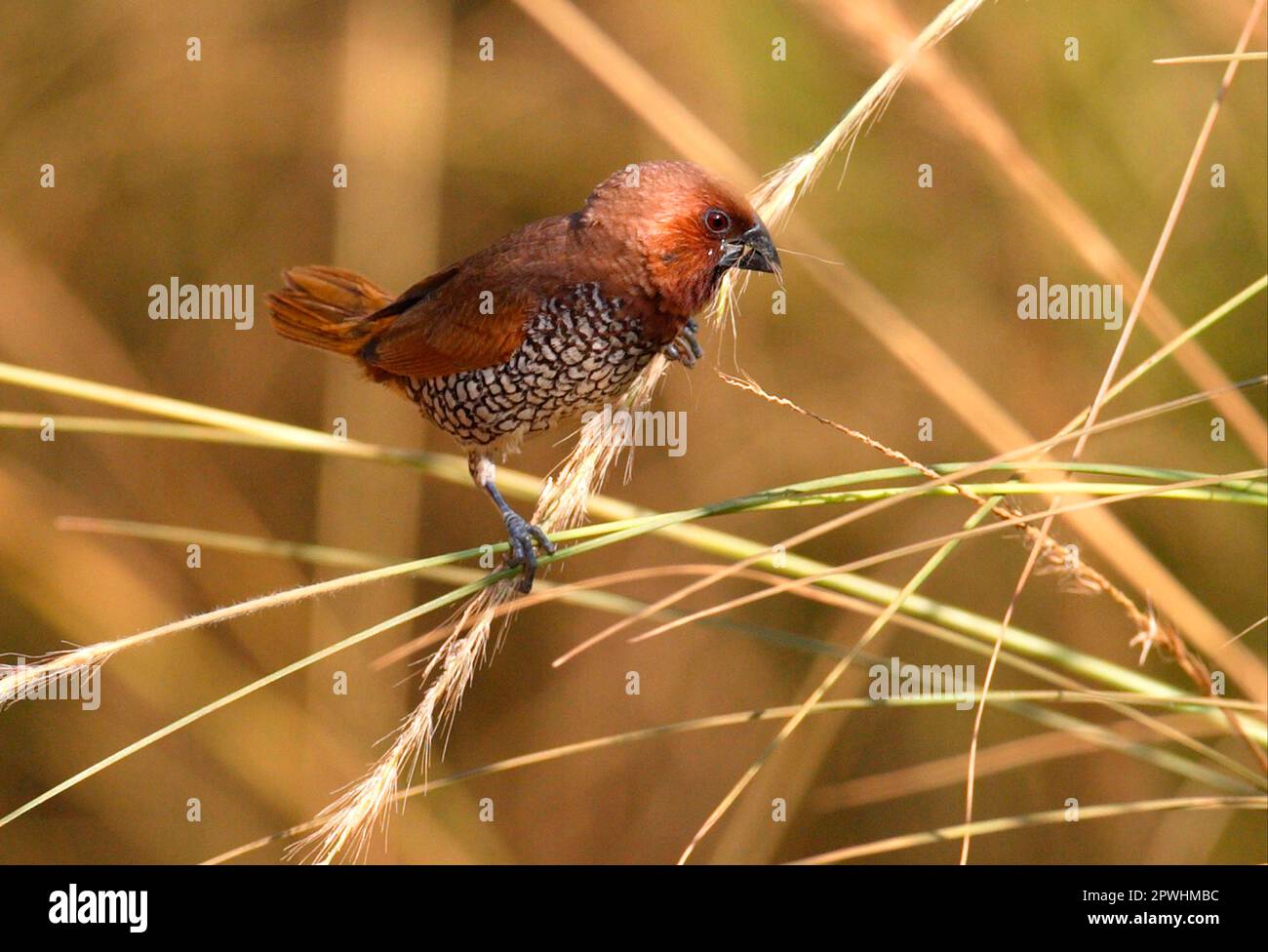 Scaly-breasted Munia (Lonchura punctulata) adult, feeding on grass ...