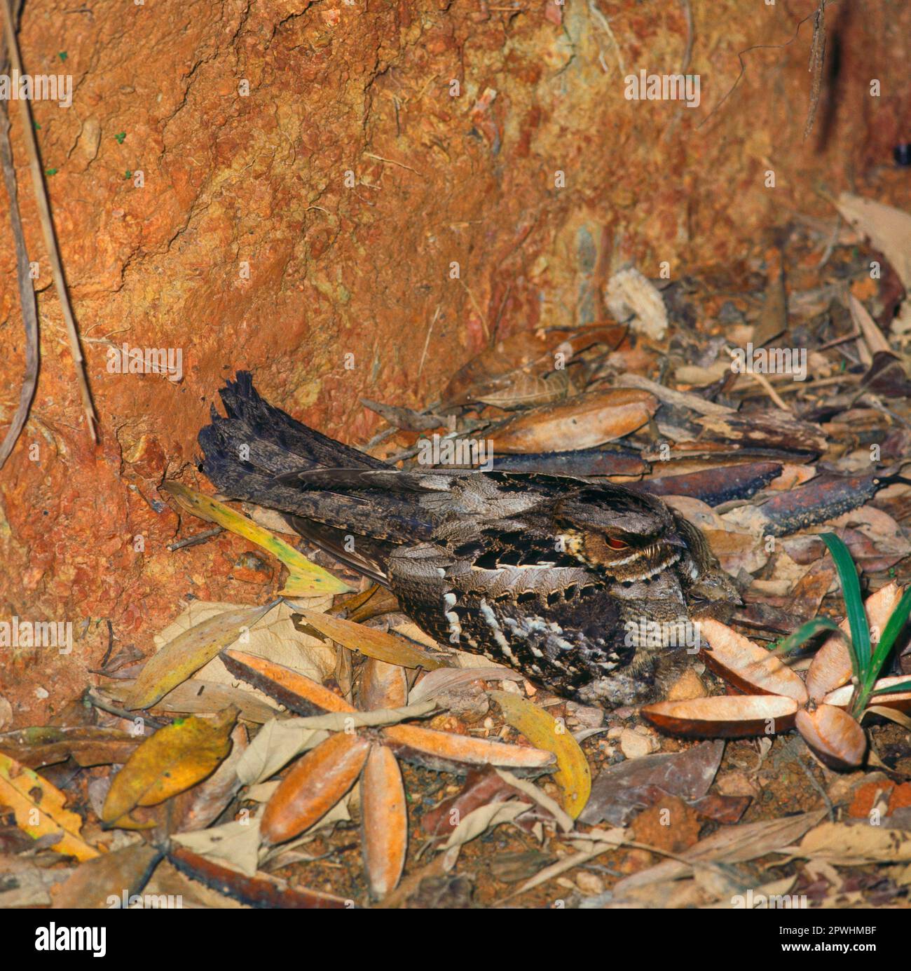 Long tailed nightjars hi-res stock photography and images - Alamy