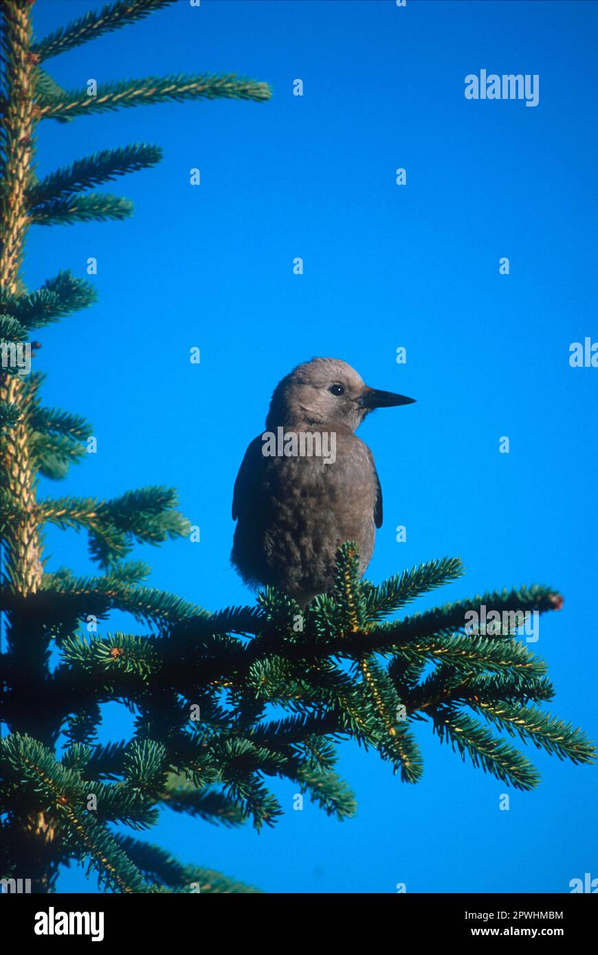 Clark's nutcracker (Nucifraga columbiana), corvids, songbirds, animals ...