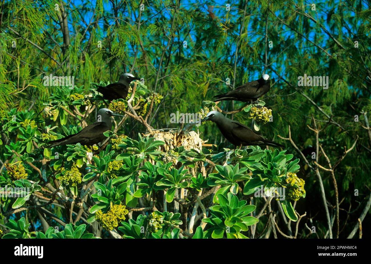 Black Noddy (Anous minutus) part of colony, Lady Elliot Is. Queensland ...