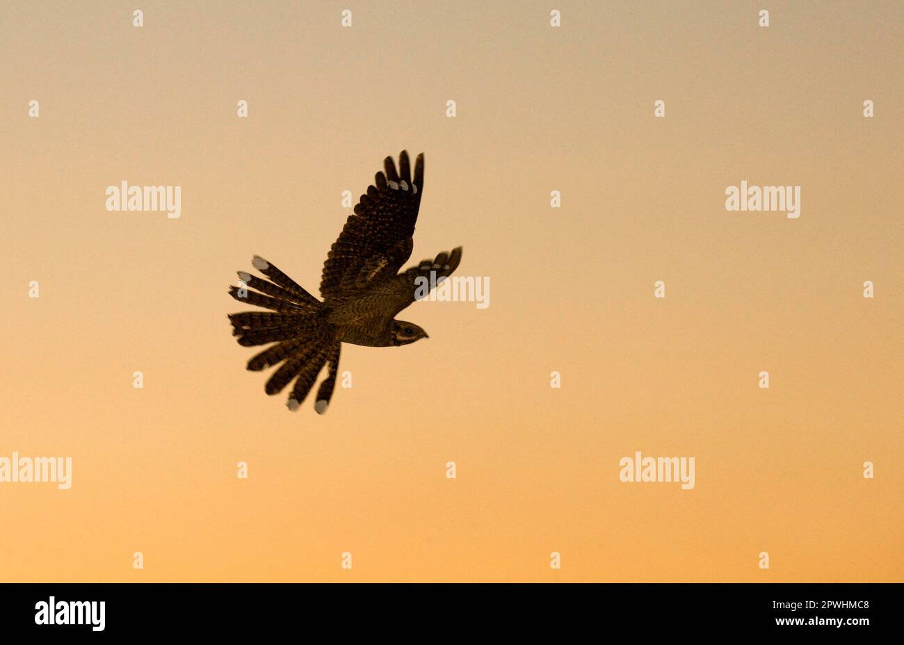 Eurasian nightjars hi-res stock photography and images - Alamy