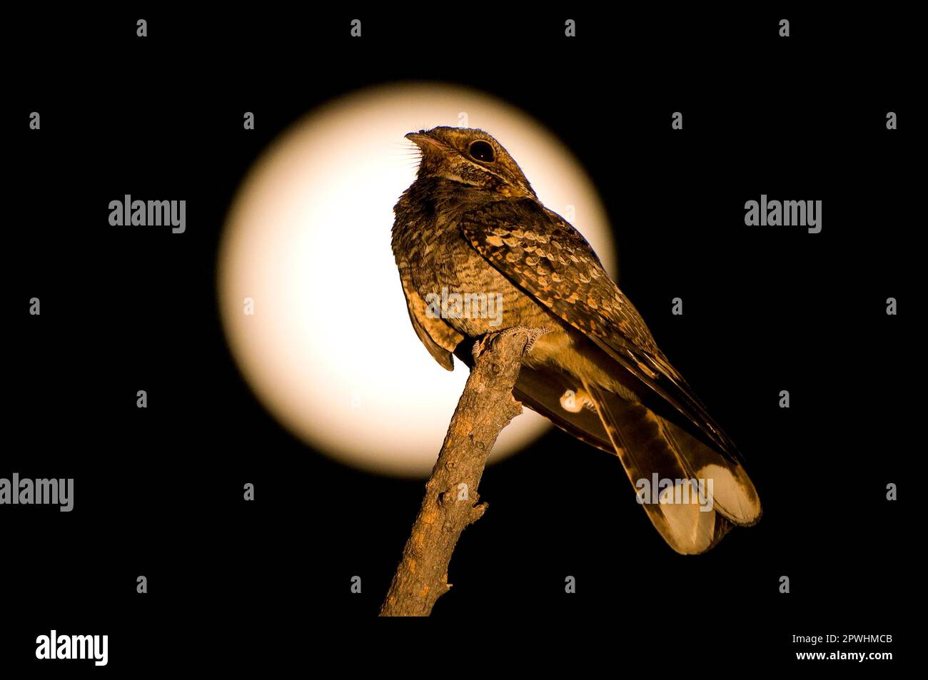 Fiery-necked nightjar (Caprimulgus pectoralis), whistling nightjar ...