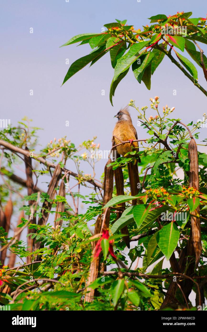 Brown-winged Mousebird, speckled mousebird (Colius striatus), Brown ...