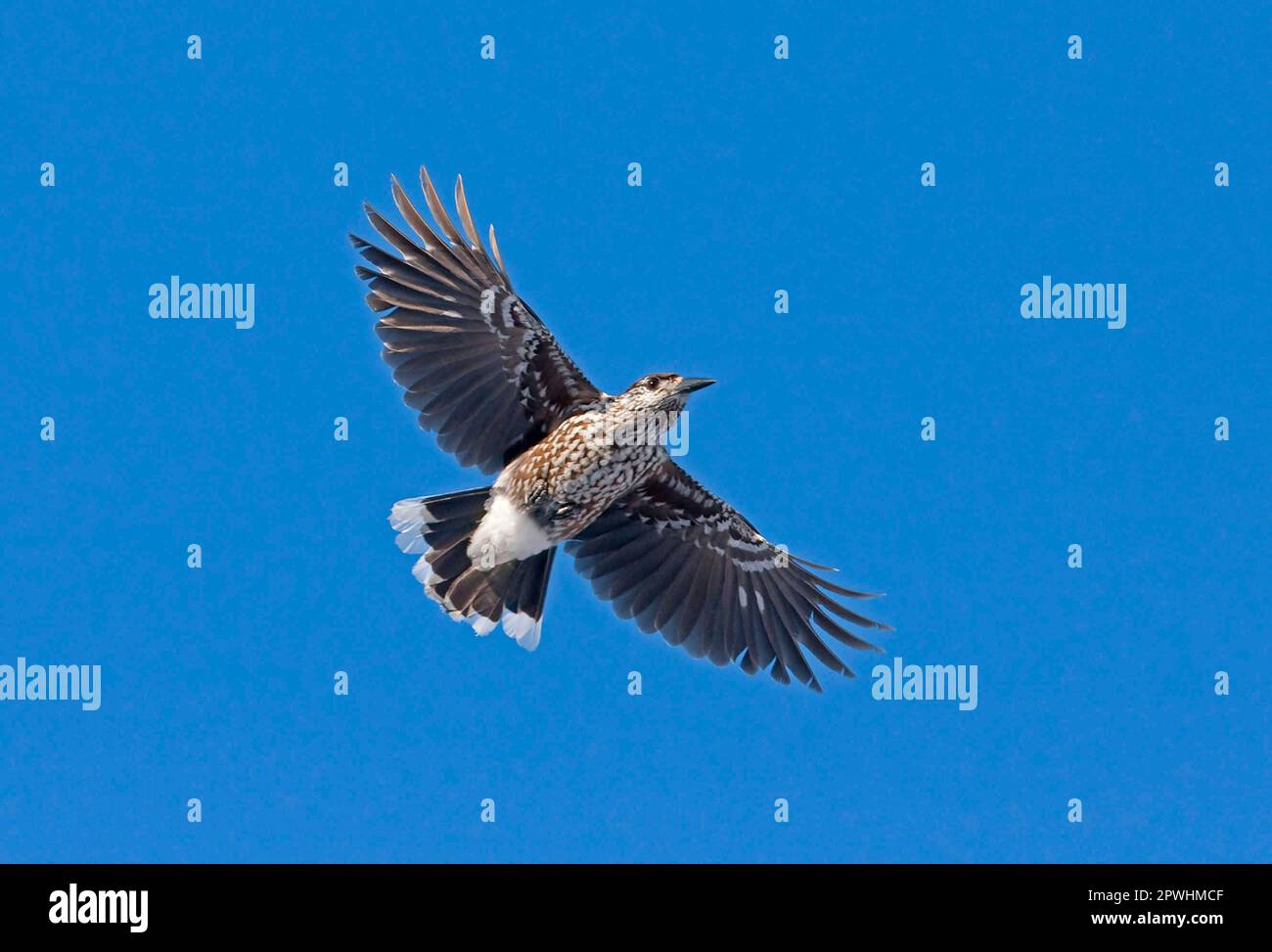Spotted spotted nutcracker (Nucifraga caryocatactes), corvids ...