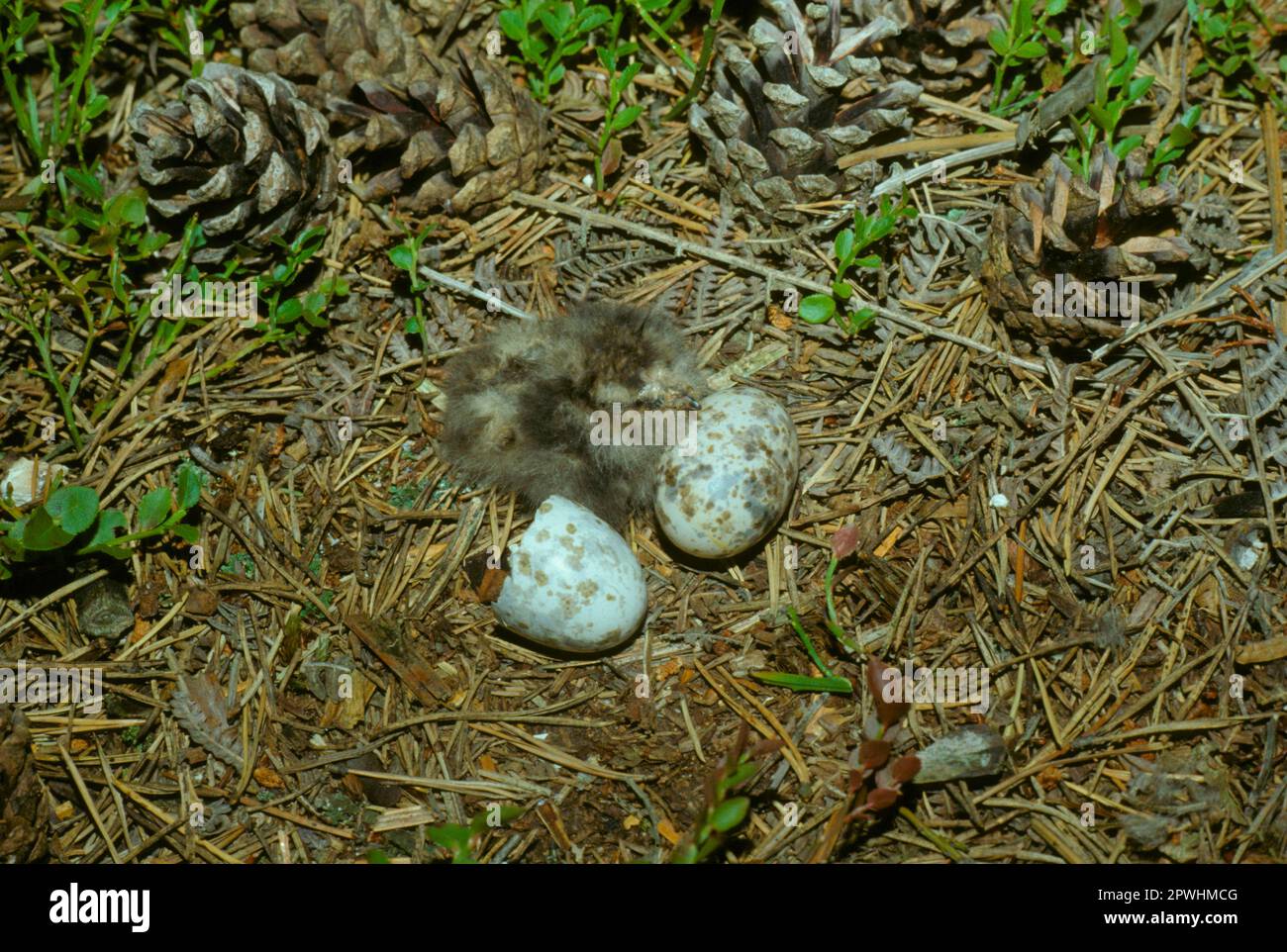 Nightjar, european nightjar (Caprimulgus europaeus), Nightjars, Animals ...