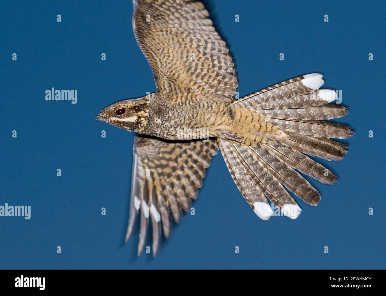 Adult male nightjar hi-res stock photography and images - Alamy