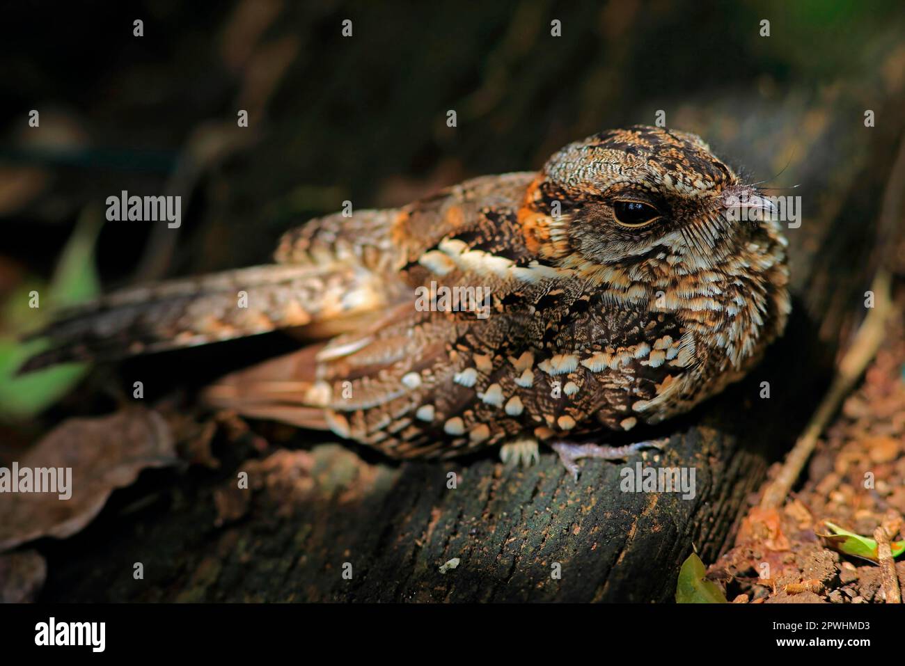 White-tailed Nightjar (Caprimulgus cayennensis) adult, roosting on log ...