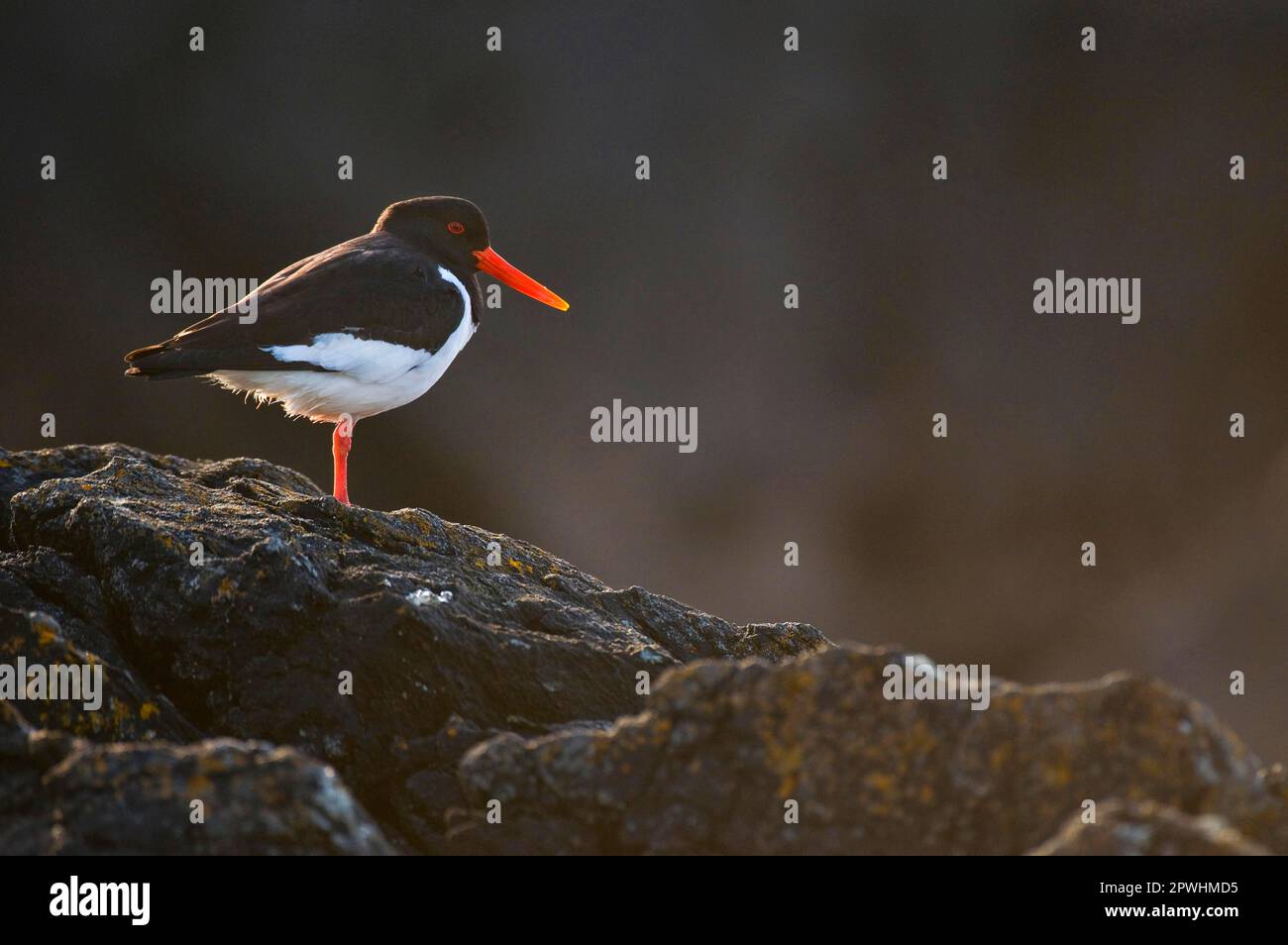 Eurasian Oystercatcher (Haematopus ostralegus) adult, standing on ...
