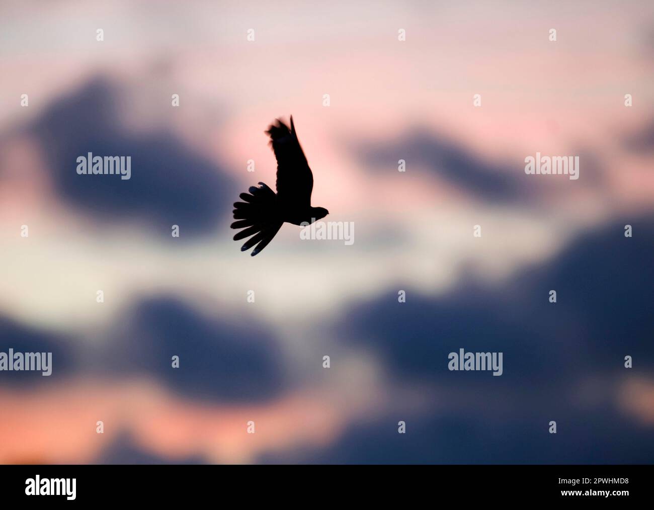 Flight shot british birds hi-res stock photography and images - Alamy