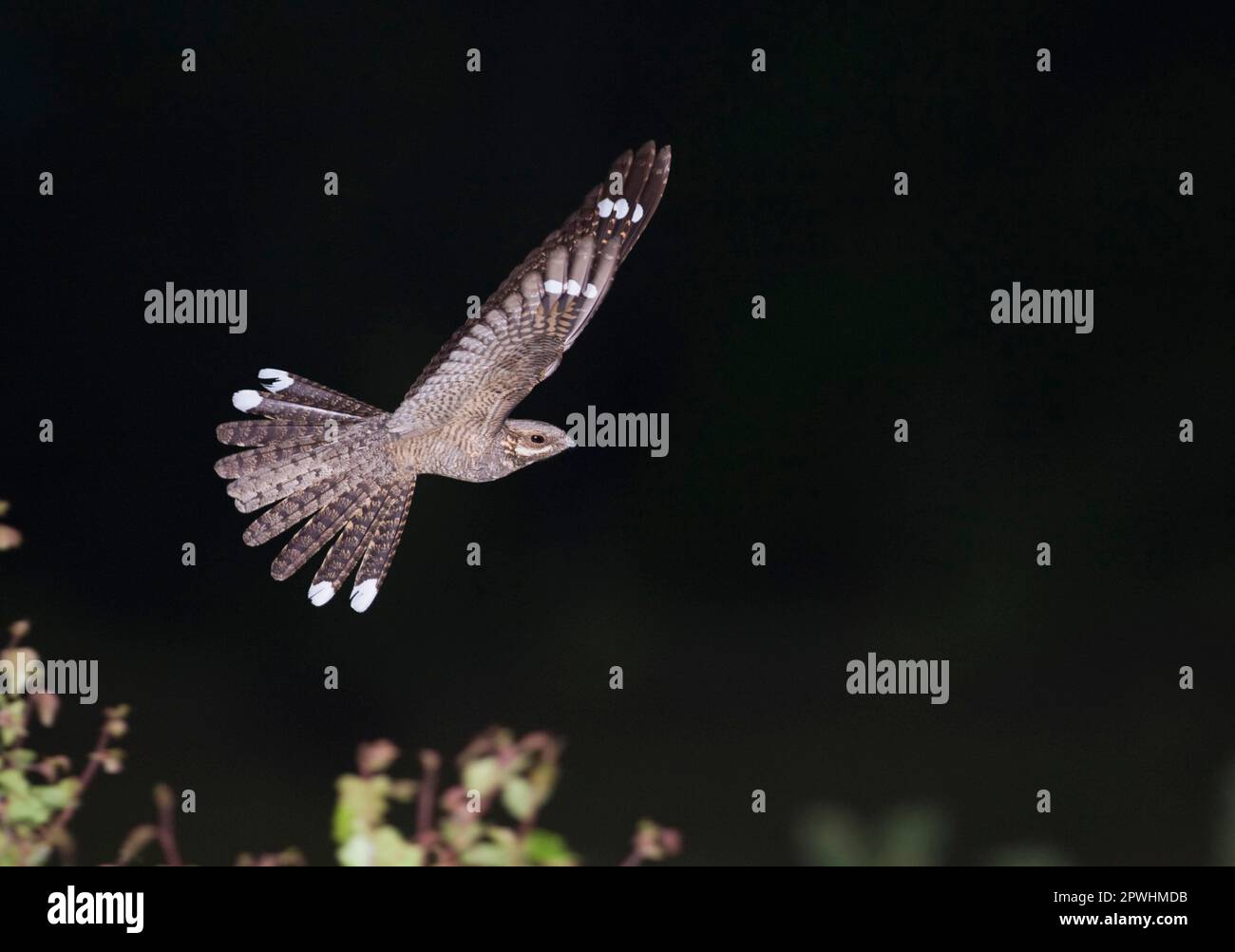 Adult male at night with woman in the evening hi-res stock photography ...